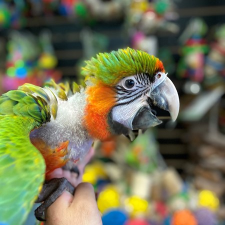 Hybrid Macaw #184344 for sale in Niles, IL