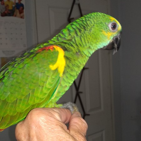 Blue Front Amazon #184602 for sale in Willow Spring, NC