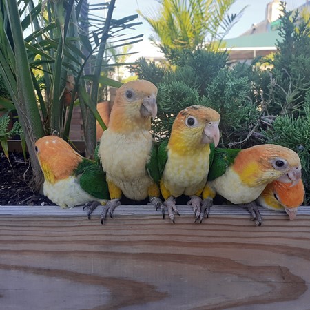 White Bellied Caique #184852 for sale in Rockville Centre, NY