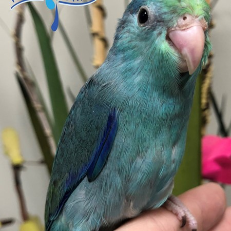 Celestial (Pacific) Parrotlet #185519 for sale in Arlington Heights, IL