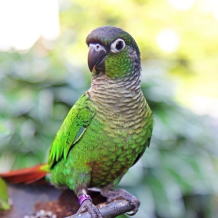 Green Cheek Conure #185716 for sale in Shop Online, WA