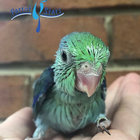 Celestial (Pacific) Parrotlet #185899 for sale in Arlington Heights, IL