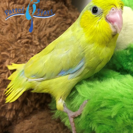 Celestial (Pacific) Parrotlet #185935 for sale in Arlington Heights, IL