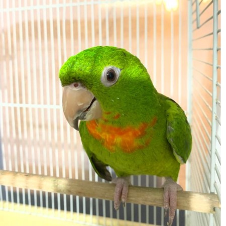 Red Fronted Conure #185957 for sale in Valrico, FL