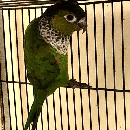 Black Cap Conure #185822 for sale in East of Dallas (off of I 20 ...