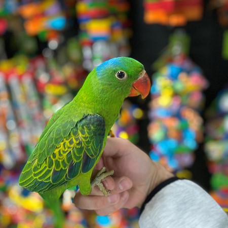 Philippine Blue Nape Parrot #186034 for sale in Niles, IL