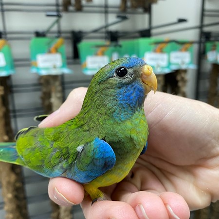 Grass Scarlet Chested (Splendid) Parakeet #186134 for sale in Arlington ...