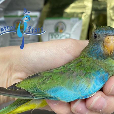 Grass Scarlet Chested (Splendid) Parakeet #186176 for sale in Arlington ...