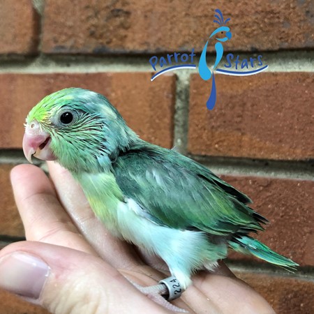 Celestial (Pacific) Parrotlet #186400 for sale in Arlington Heights, IL