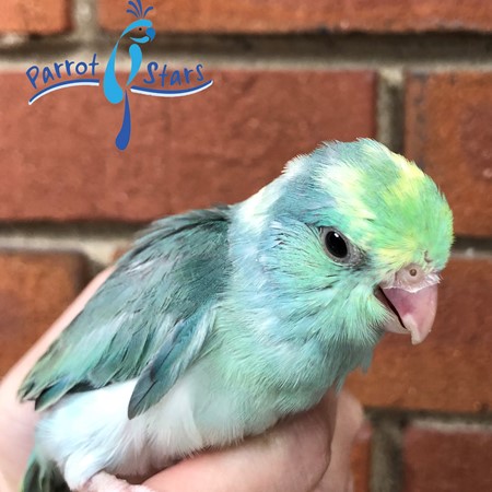 Celestial (Pacific) Parrotlet #186401 for sale in Arlington Heights, IL