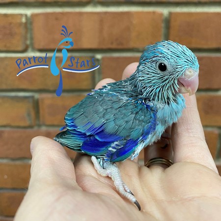 Celestial (Pacific) Parrotlet #186466 for sale in Arlington Heights, IL