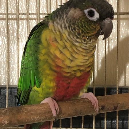 Green Cheek Conure #186790 for sale in East of Dallas (off of I 20 ...