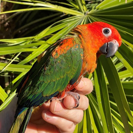 African Grey Congo Parrot #186925 for sale in Old Hickory, TN