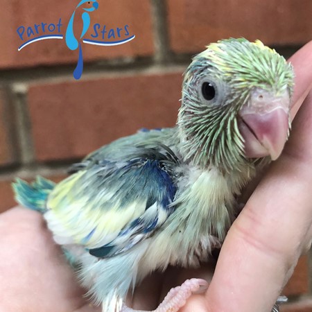 Celestial (Pacific) Parrotlet #187440 for sale in Arlington Heights, IL