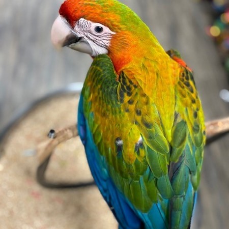Hybrid Macaw #187458 for sale in Des Plaines, IL