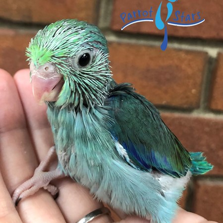 Celestial (Pacific) Parrotlet #187515 for sale in Arlington Heights, IL