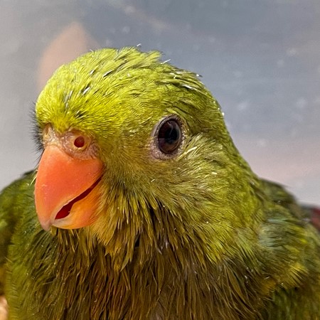 Rock Pebbler Parakeet #187867 for sale in San Diego, CA