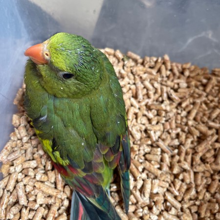 Rock Pebbler Parakeet #187867 for sale in San Diego, CA