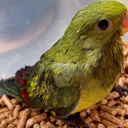 Rock Pebbler Parakeet #187867 for sale in San Diego, CA
