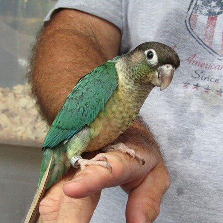 Green Cheek Conure #188385 for sale in Miami, FL