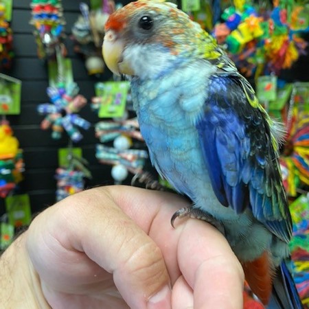 Rosella Pale Head Blue Parakeet #189335 for sale in Niles, IL