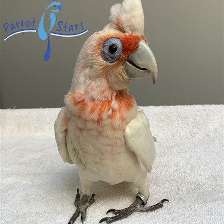 Slender Billed Corella Cockatoo #189479 for sale in Arlington Heights, IL