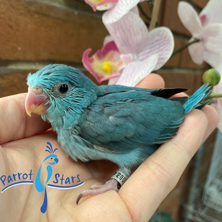Celestial (Pacific) Parrotlet #190643 for sale in Arlington Heights, IL