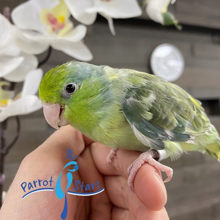 Celestial (Pacific) Parrotlet #190679 for sale in Arlington Heights, IL