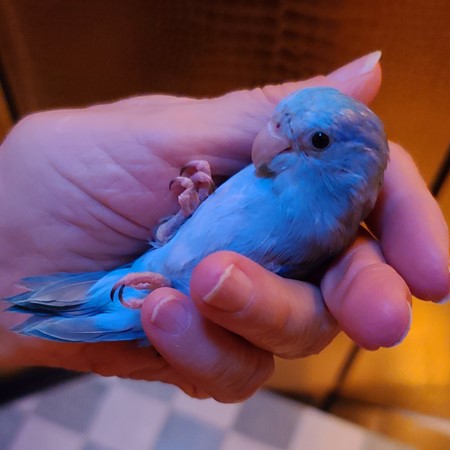 Celestial (Pacific) Parrotlet #190682 for sale in Valrico, FL