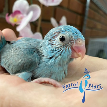 Celestial (Pacific) Parrotlet #190966 for sale in Arlington Heights, IL