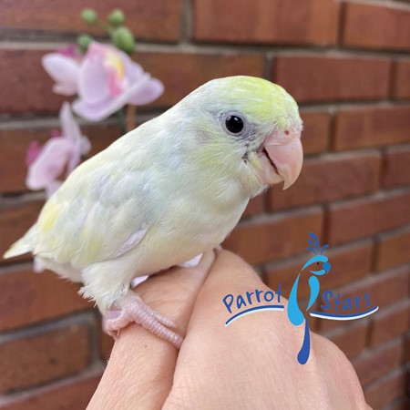 Celestial (Pacific) Parrotlet #191477 for sale in Arlington Heights, IL