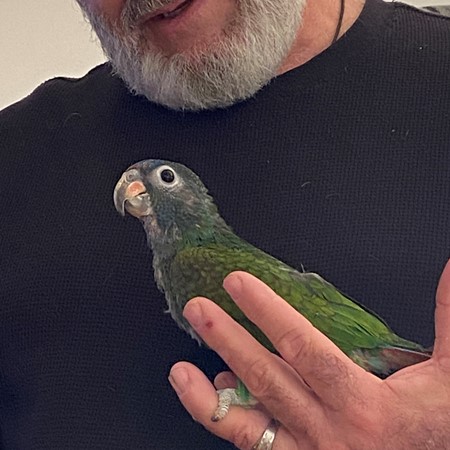 Blue Headed Pionus #191547 for sale in Roxboro, NC