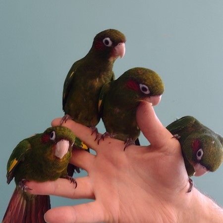 Hoffmans Conure #192237 for sale in Rockville Centre, NY
