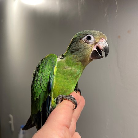Dusky Conure #192391 for sale in Fallbrook, CA