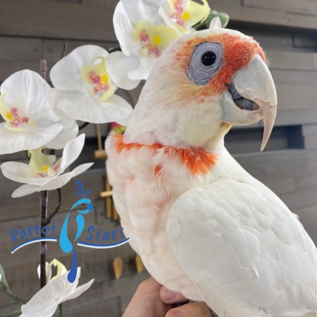 Slender Billed Corella Cockatoo #192603 for sale in Arlington Heights, IL