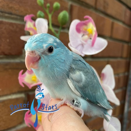 Celestial (Pacific) Parrotlet #192633 for sale in Arlington Heights, IL
