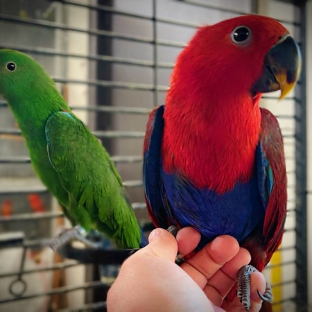 Solomon Island Eclectus #193555 for sale in Old Hickory, TN
