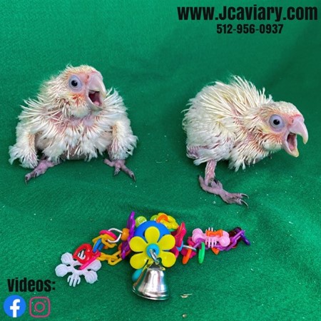 Slender Billed Corella Cockatoo #194028 for sale in Austin, TX