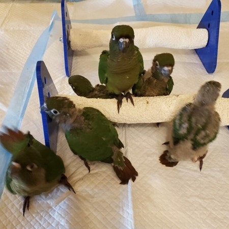 Maroon Belly Conure #193625 for sale in Gallipolis Ferry, WV
