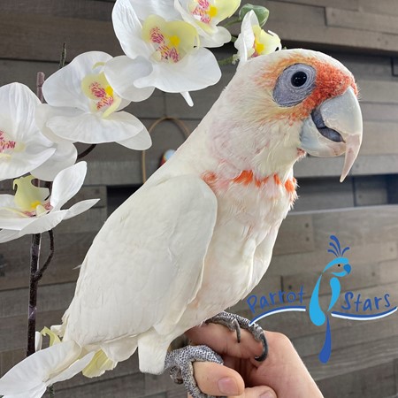 Slender Billed Corella Cockatoo #194649 for sale in Arlington Heights, IL