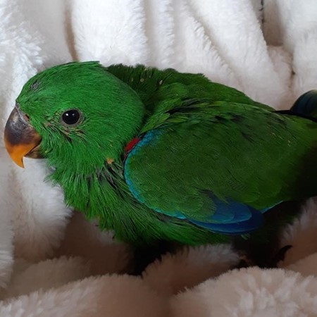 Solomon Island Eclectus #193756 for sale in San Diego, CA