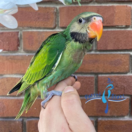 Moustached Parakeet #195131 for sale in Arlington Heights, IL