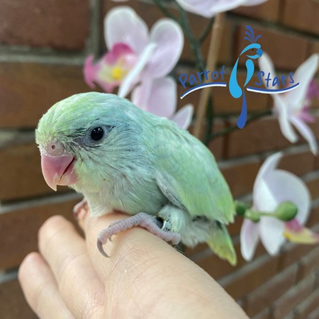 Celestial (Pacific) Parrotlet #195137 for sale in Arlington Heights, IL