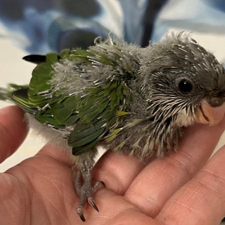 Grey-cheek Parakeet #195362 for sale in McAlpin, FL