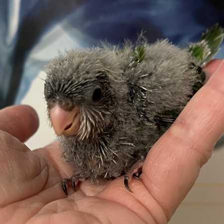 Grey-cheek Parakeet #195364 for sale in McAlpin, FL