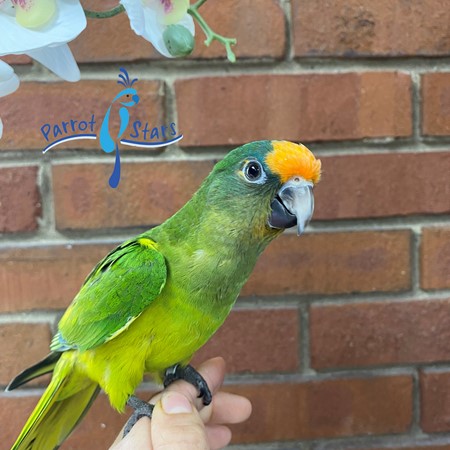 Peach Front Conure #195611 for sale in Arlington Heights, IL