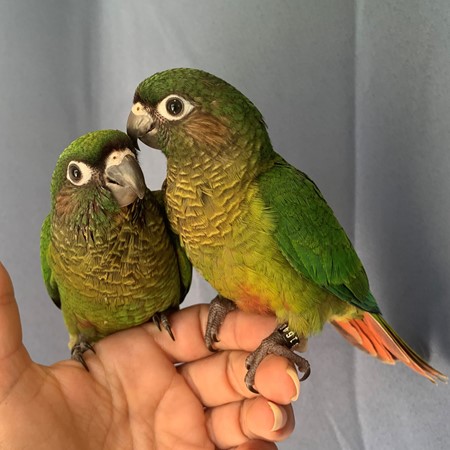 Maroon Belly Conure #196017 for sale in clayton, NC