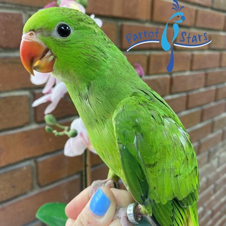 Ringneck African Parakeet #196681 for sale in Arlington Heights, IL