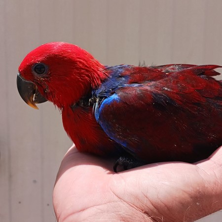 Solomon Island Eclectus #197010 for sale in port charlotte, FL