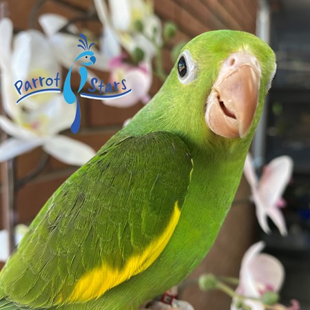 Canary-wing Parakeet #197185 for sale in Arlington Heights, IL